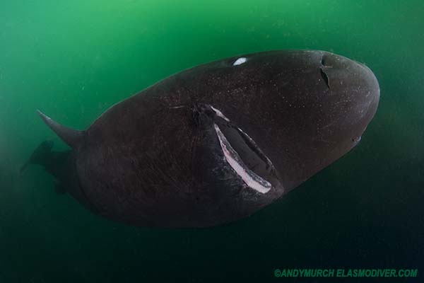 Pacific Sleeper Shark Pictures - images of somniosus pacificus